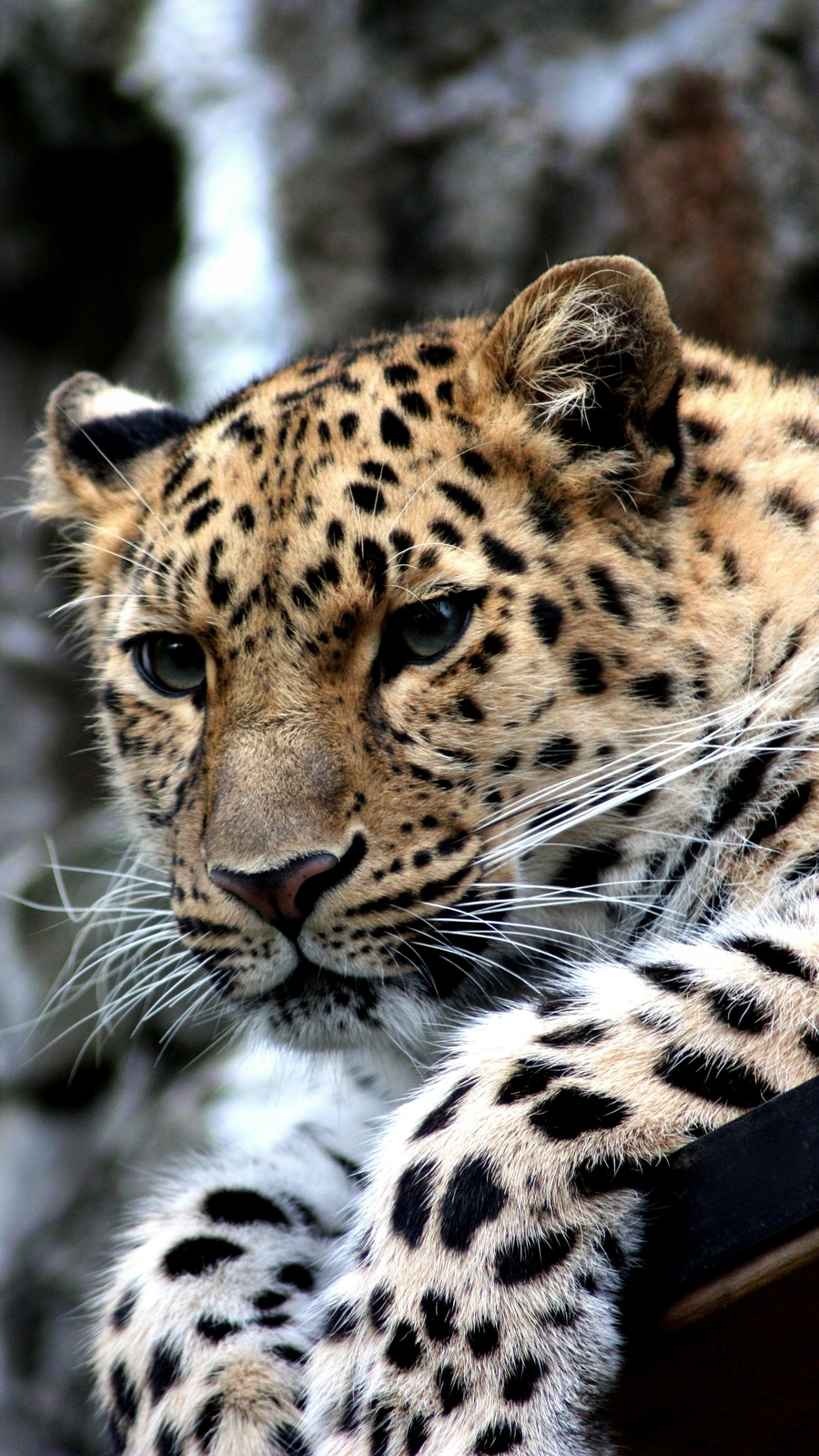 Leopard facts that will leave you amazed
