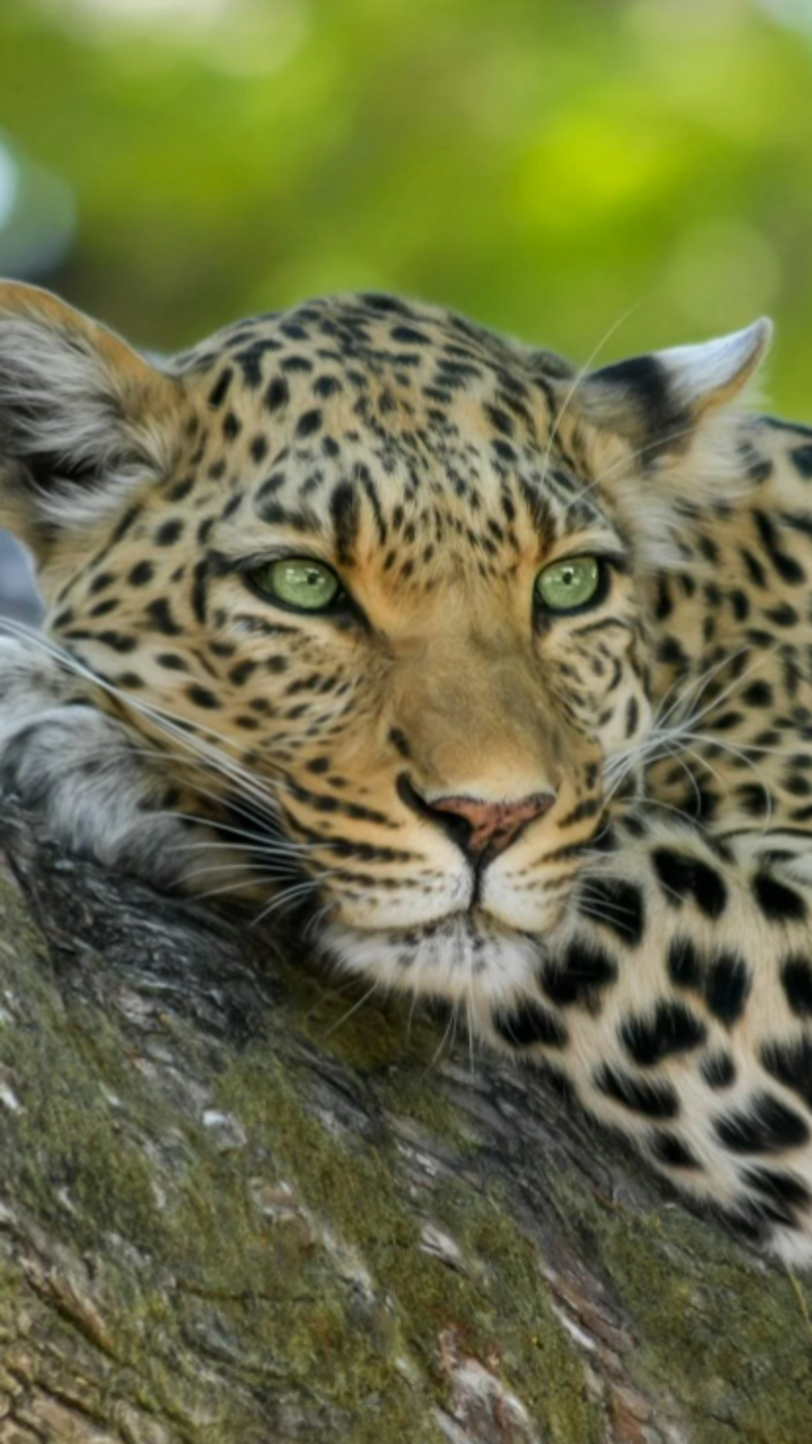 Leopard facts that will leave you amazed