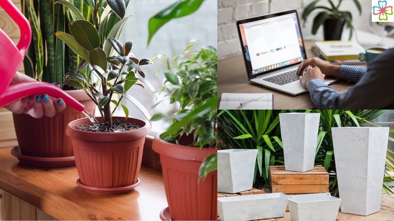 No More Dead Houseplants; 5 Most Important Tips for Indoor Plant Killers