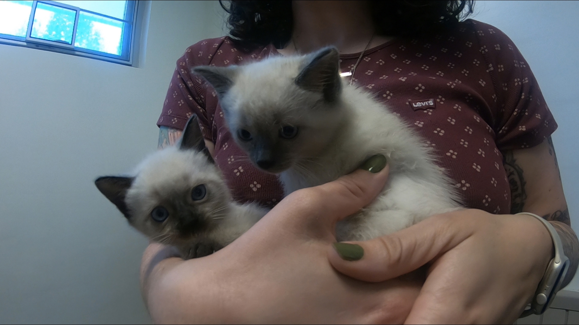 York County SPCA overwhelmed by kittens, calls for foster help during ...