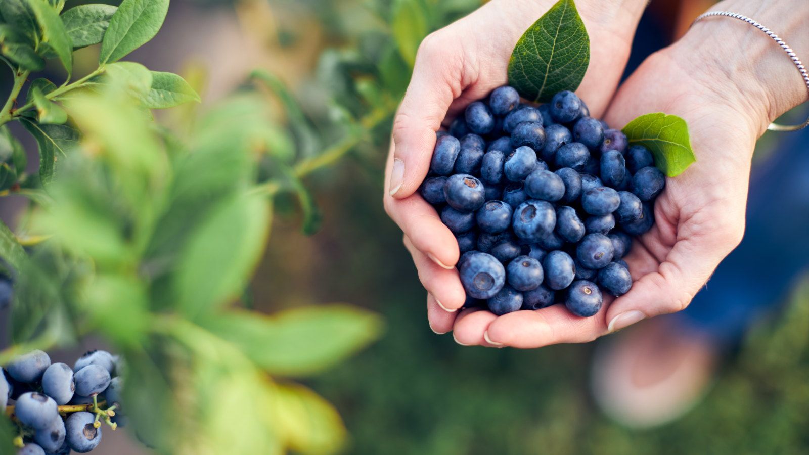 A blueberry farmer reveals the two tell-tale signs of ripe fruits so ...