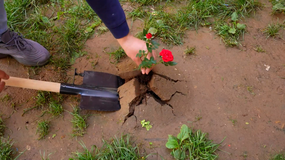 Exceptional Garden Ideas to Try out