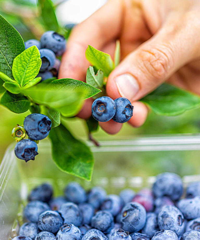 7 fruits to pick in August – discover the signs of ripeness you need to ...
