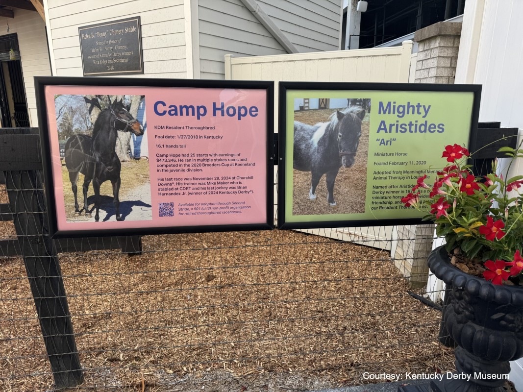 Stakes Winner Camp Hope Ensconced As Ambassador At Kentucky Derby ...
