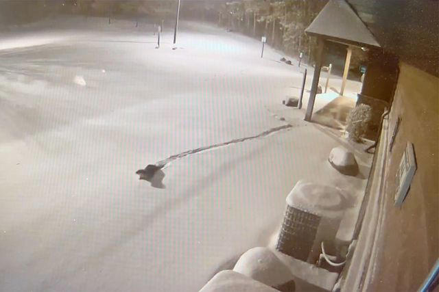 Wisconsin Zoo Announces Escaped Otter 'Made the Decision to Be a Wild ...