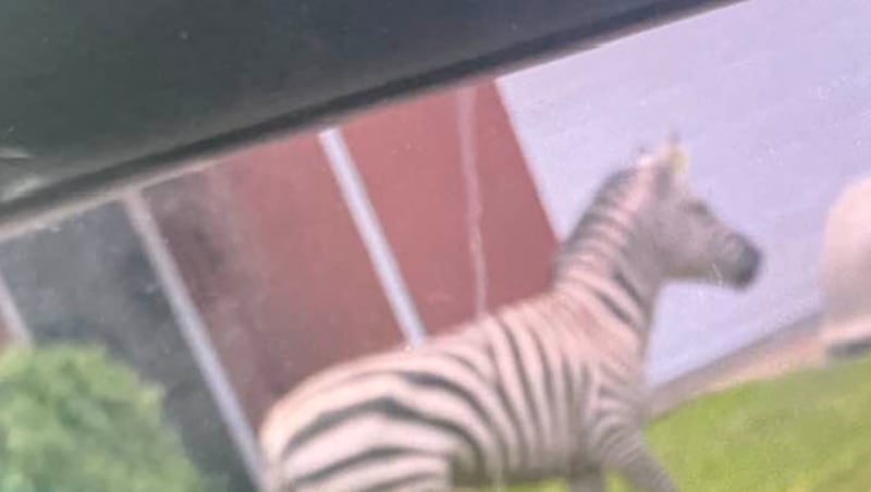 A pet zebra caused ‘havoc’ after escaping from its owner in Tennessee