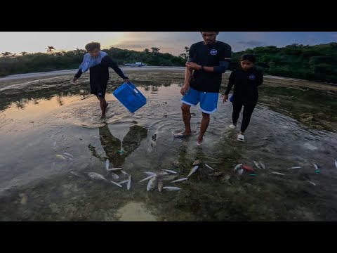 Unbelievable marine life in shallow waters
