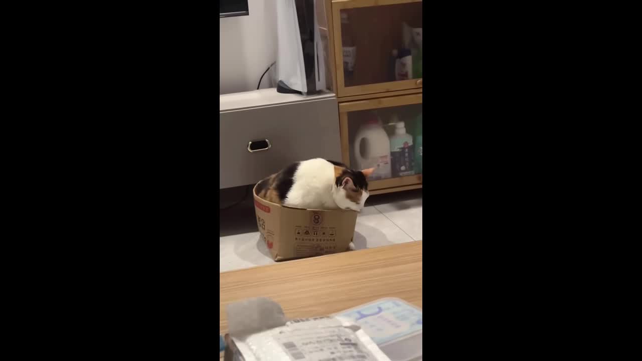 Fluffy cat falls through box and tries to play it cool in Fujian, China