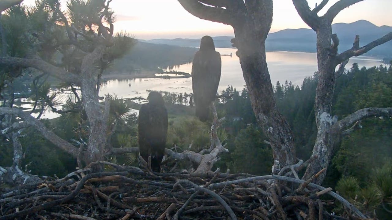 Big Bear bald eagle live cam: Sunny, 1st eaglet to take flight ...