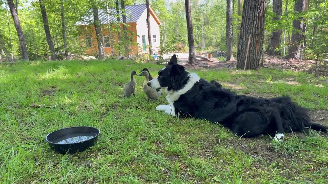 Puffin the border collie embraces farm life, bonds with duckling duo in ...