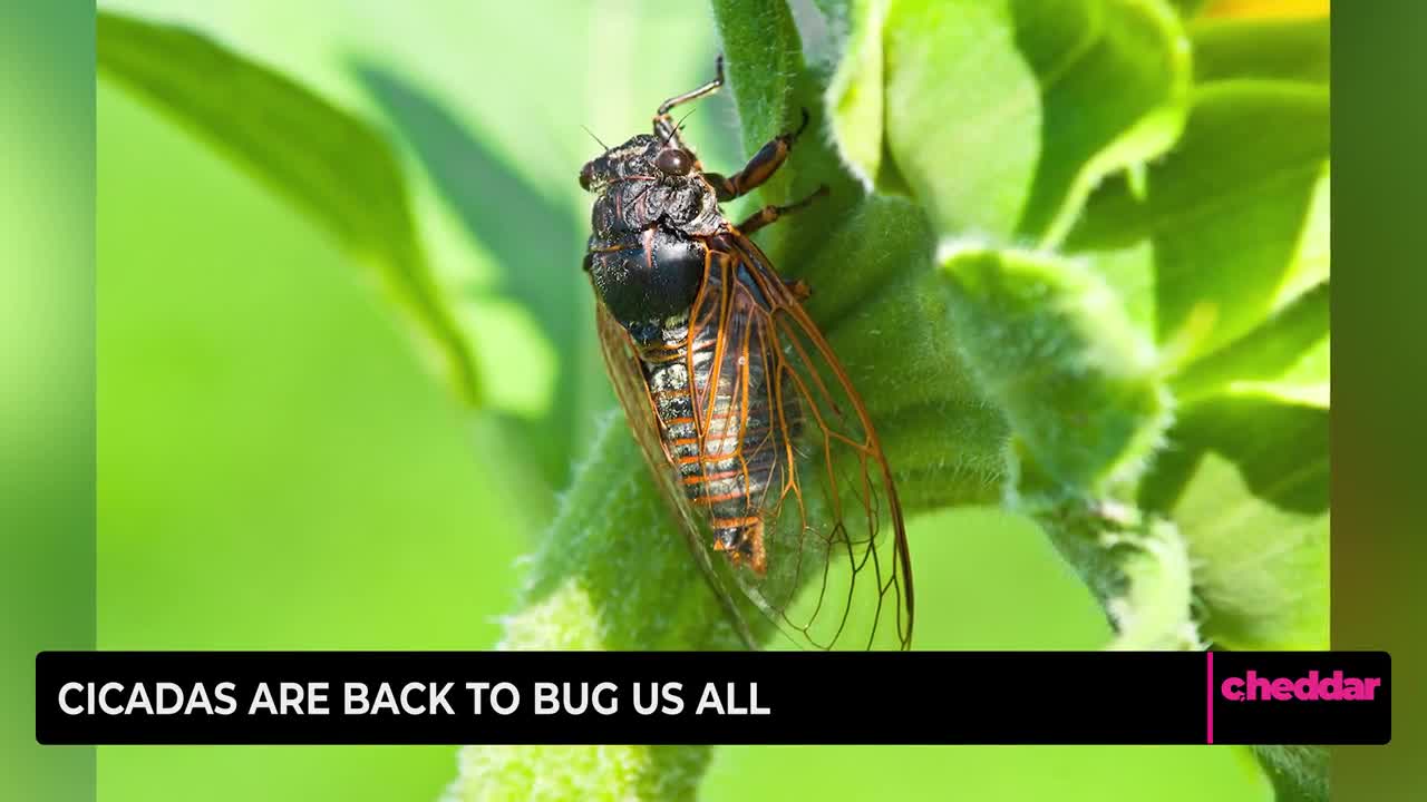 Cicadas Are Back to Bug Us All