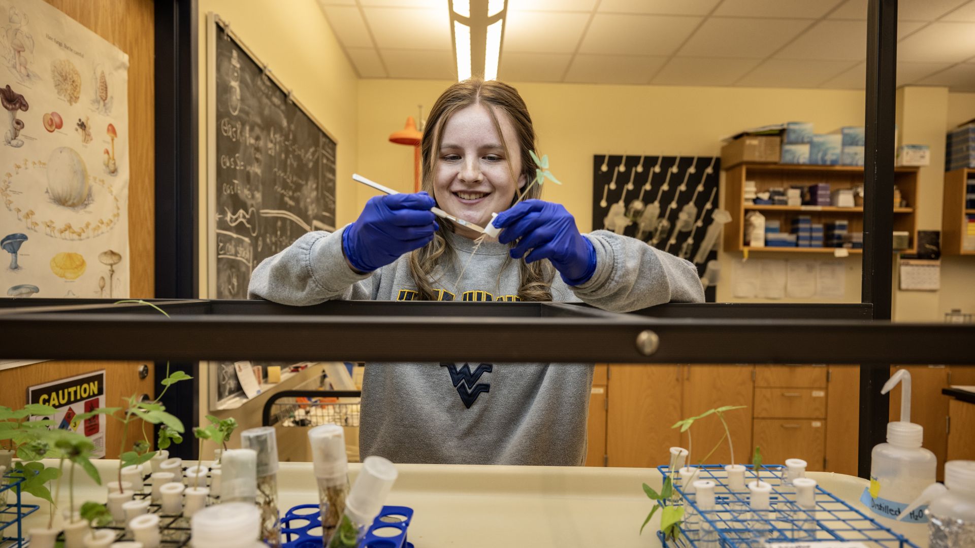 College student discovers psychedelic fungus that eluded LSD inventor