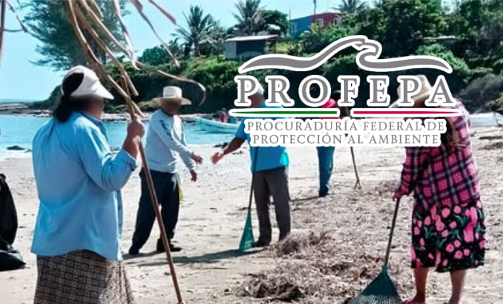 Limpian playa de anidación de tortugas en Veracruz; recogen 76 kilos de ...