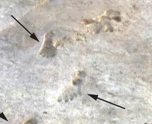 Ancient footprints find may rewrite human history