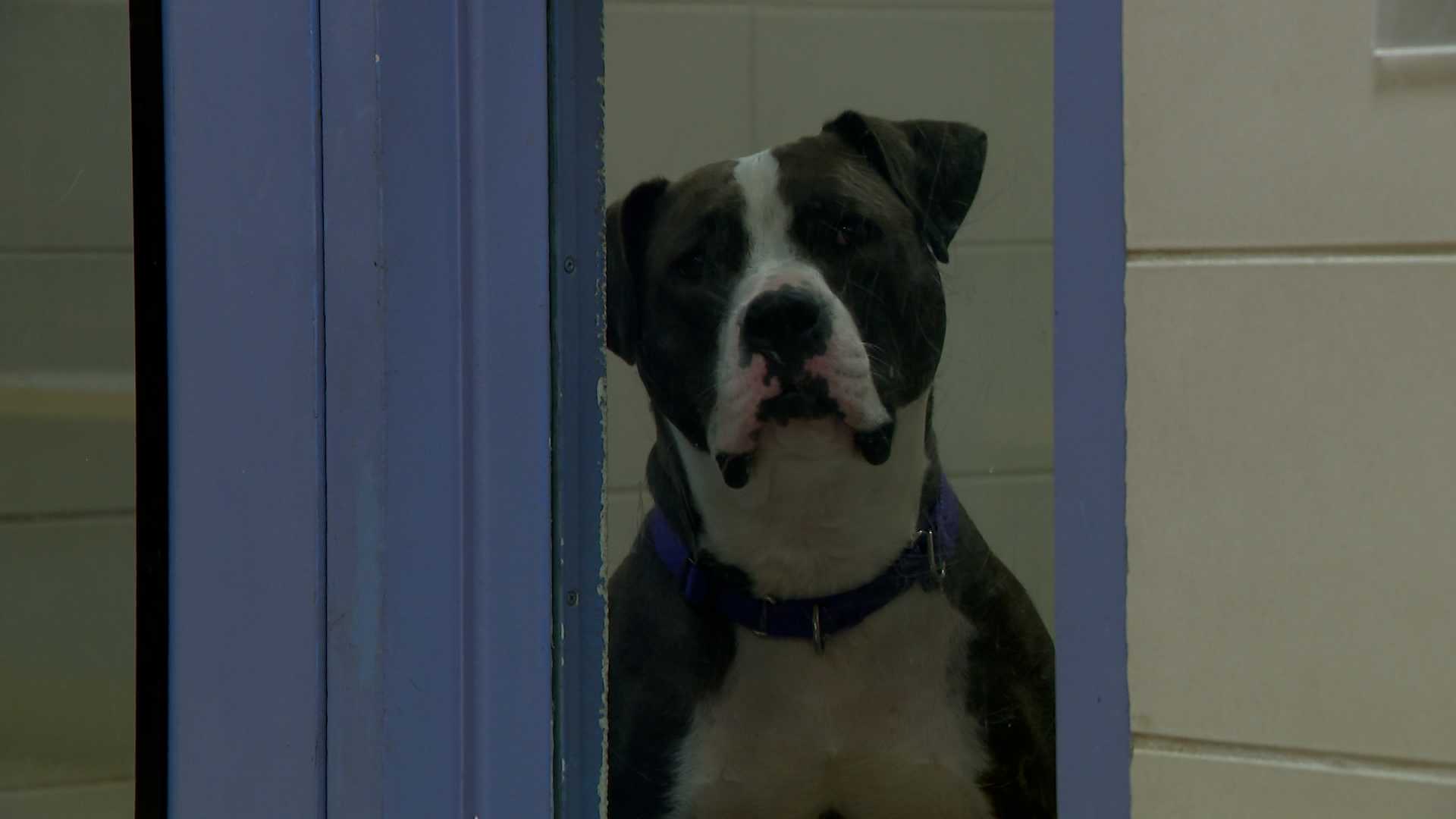 Wisconsin Humane Society lowers dog adoption fees amid overcrowding