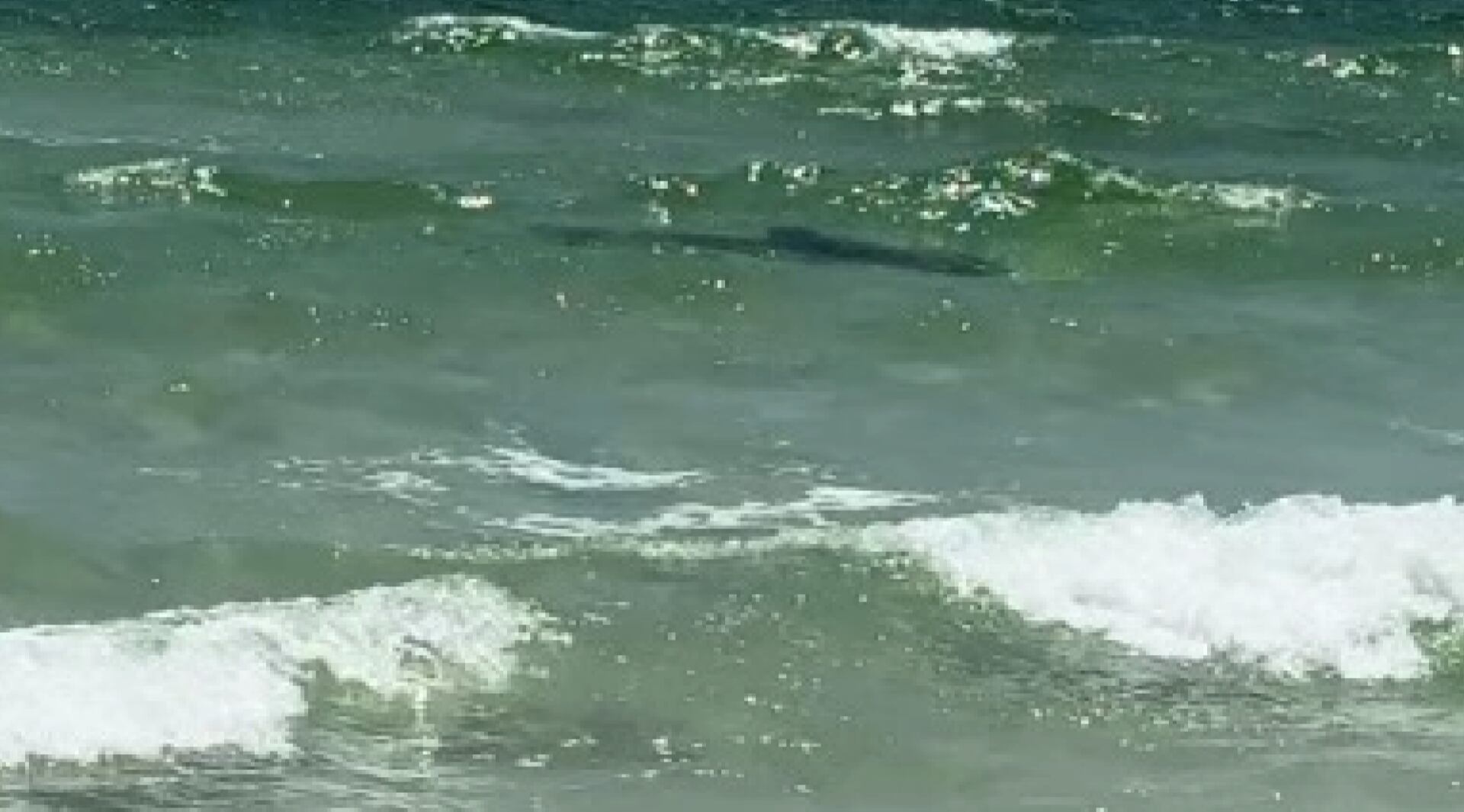 Expert offers advice to stay safe from sharks while enjoying the ocean