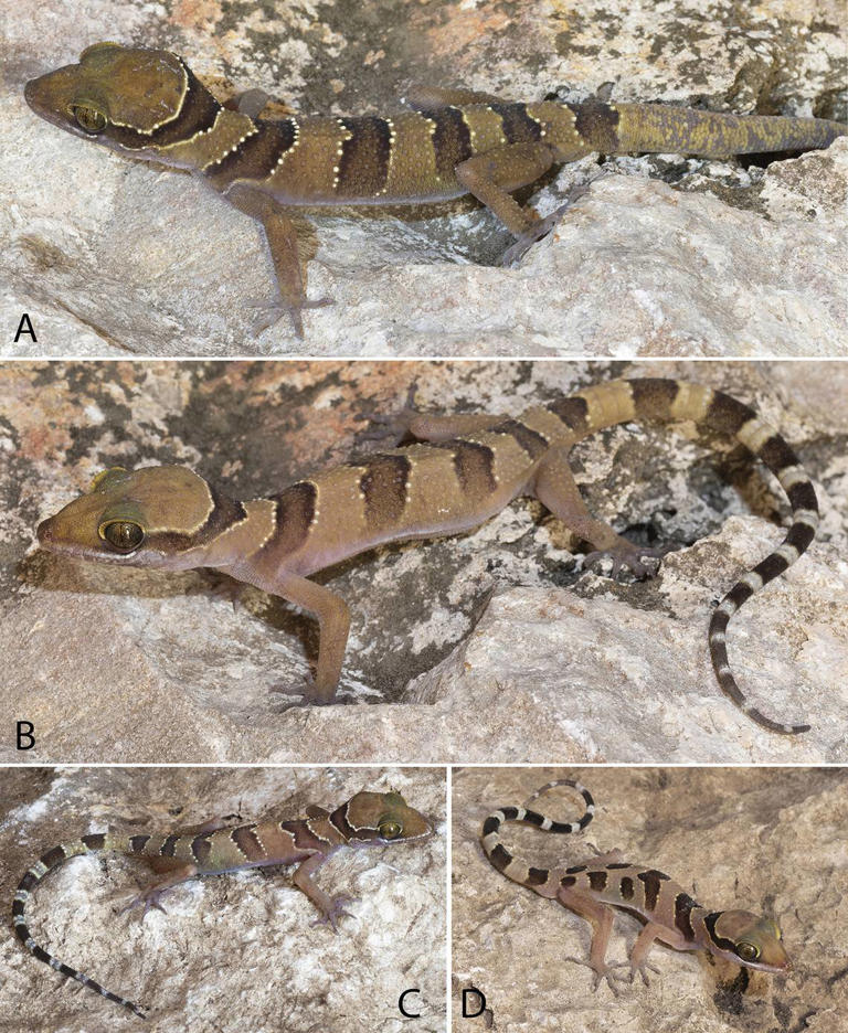 ‘Armored' creatures with ‘whip' tails and four other new species ...