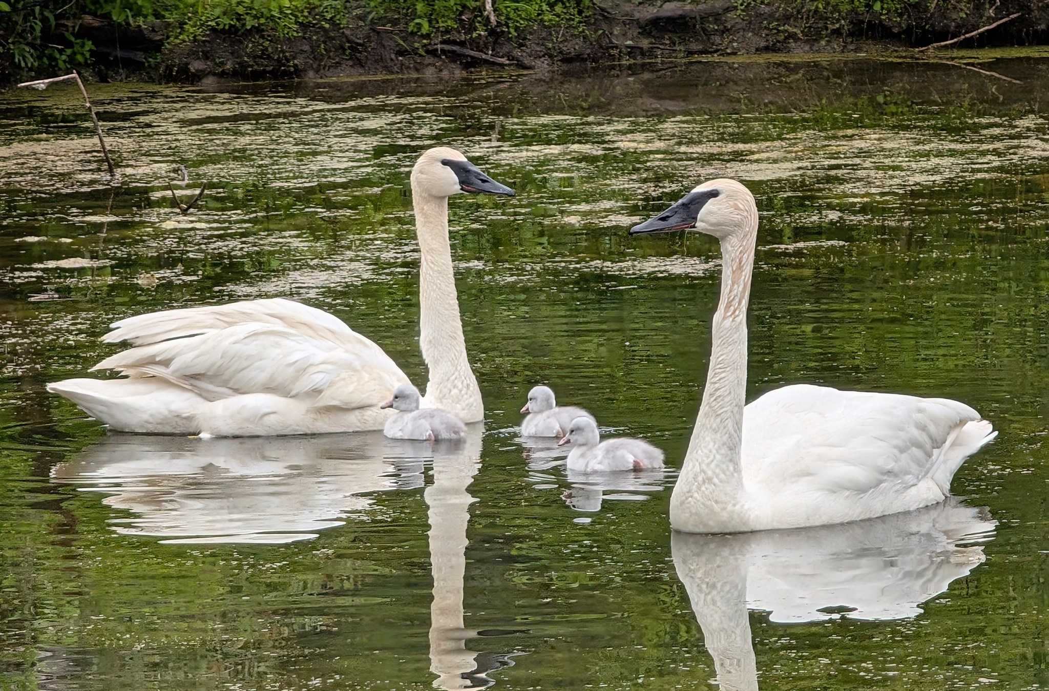 Oh baby! Nebraska's safari park announces birth of trumpeter swan ...