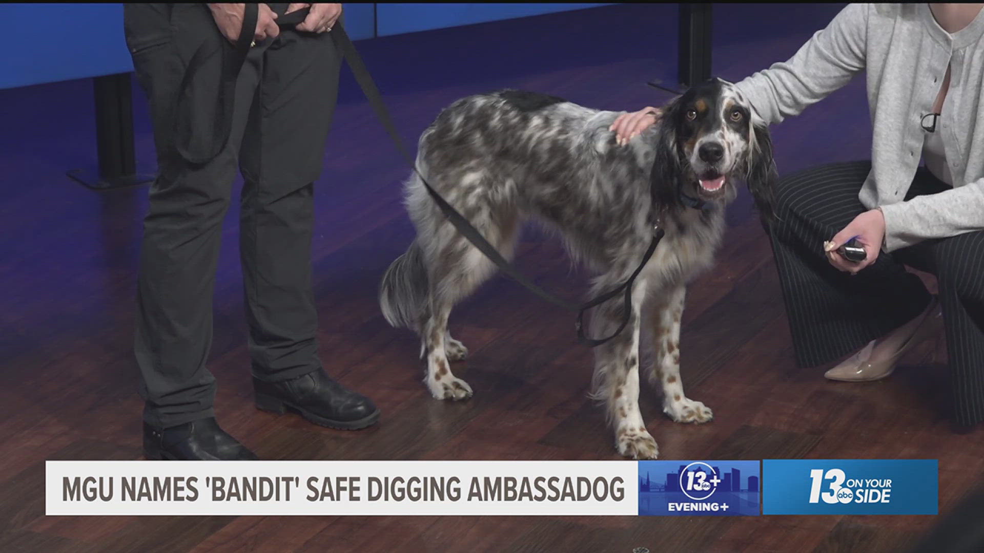 Meet Bandit, the 'ambassadog' with Michigan Gas Utilities