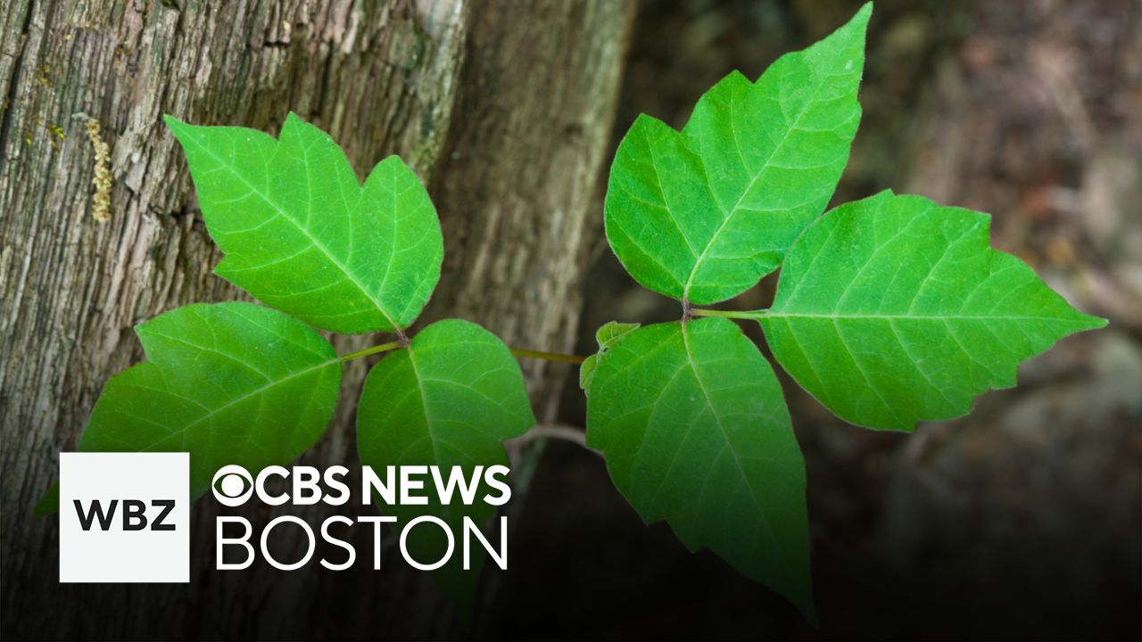 Is poison ivy rash contagious? Dr. Mallika Marshall explains