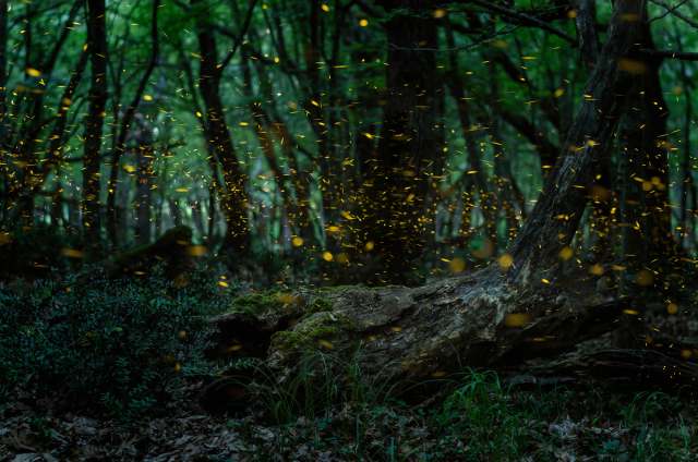 Scientists stunned after discovering rare firefly in unexpected ...