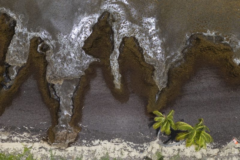 Atlantic seaweed blob breaks record – and it’s about to get even bigger