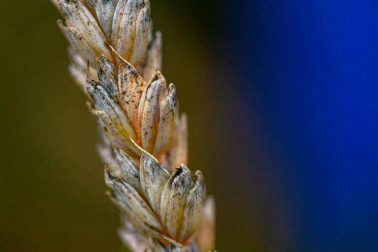 ‘Agroterrorism’ fungus could harm US crops, livestock: Scientist