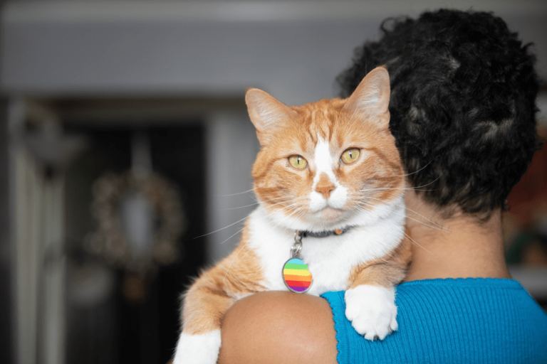 Truth or Tales: Best Friends Animal Society asks how well do you know cats?