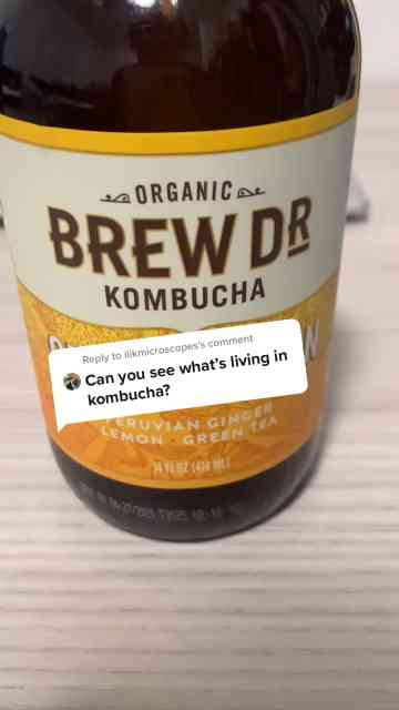 Kombucha Is Alive: What It Looks Like Under the Microscope