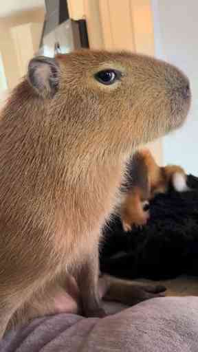 Capybara Reactions The Funniest Memes & Dad Jokes!