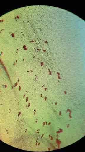 Rainbow Chocolate Under Microscope: A Holographic Delight