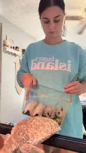 I Mean What Bearded Dragon Antics & Reptile Shenanigans!