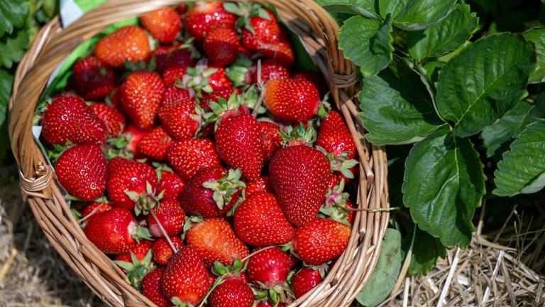 Erdbeeren selber pflücken in Berlin: Diese Felder öffnen in der Nähe ...