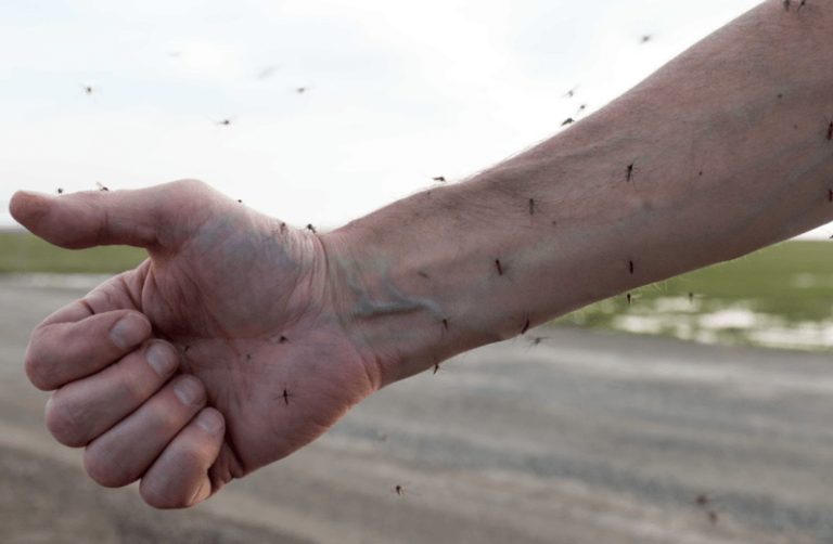 Meet 'Subject 33': The person mosquitoes can't resist