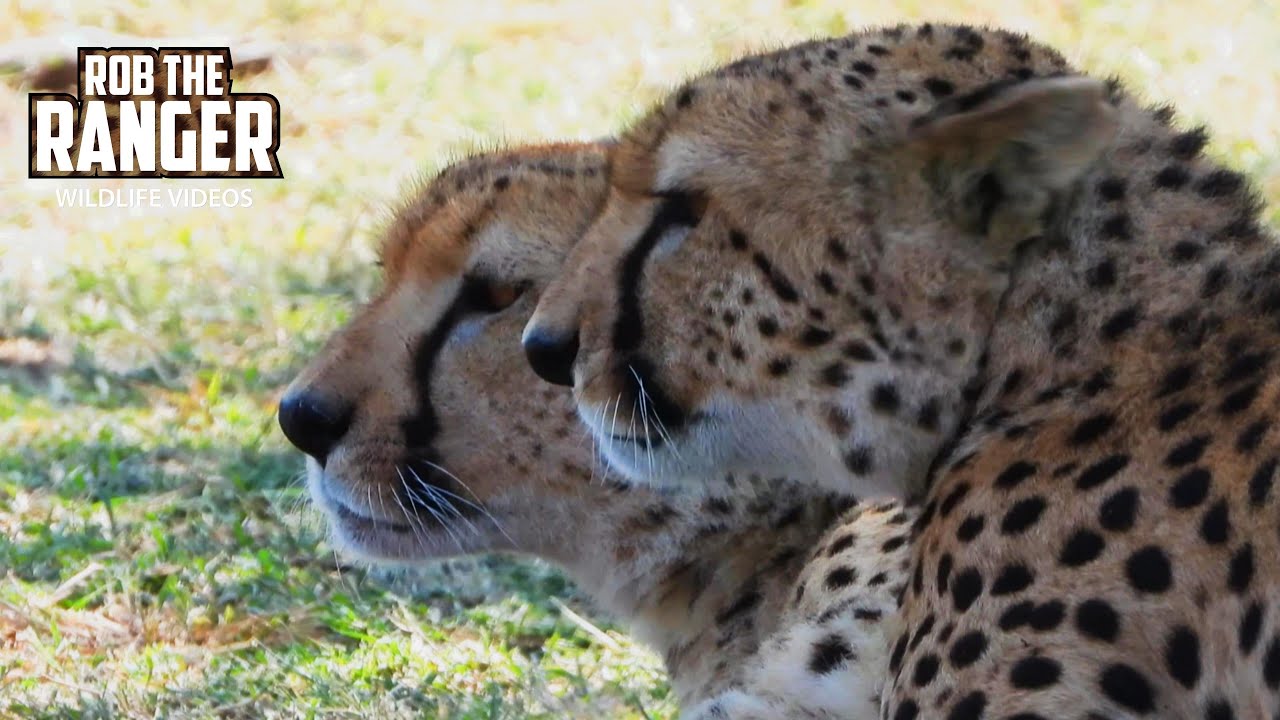 Leopard Cubs Observing Their Mother's Hunting Skills