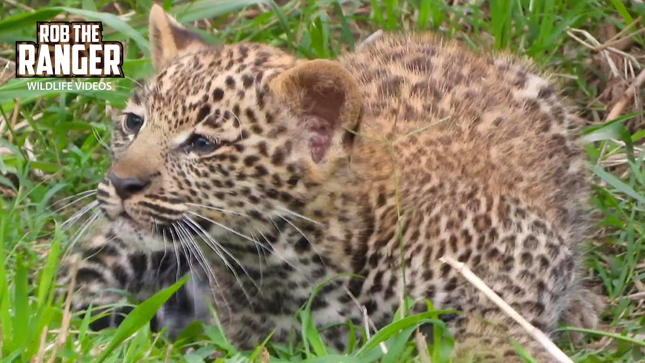 Energetic Leopard Cub Tests Early Hunting Reflexes