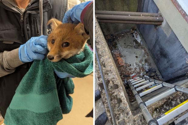 Fox cub rescued from the bottom of well at south London hospital
