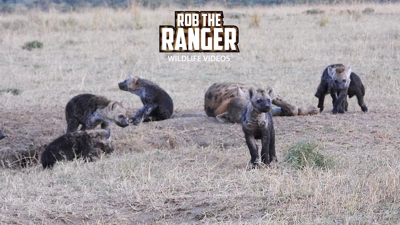 Hyena den bustles with nonstop activity and chaos