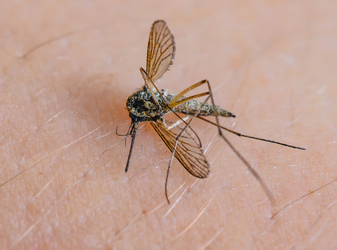 Why Mosquitoes Are Getting More Dangerous—And What You Can Do About It
