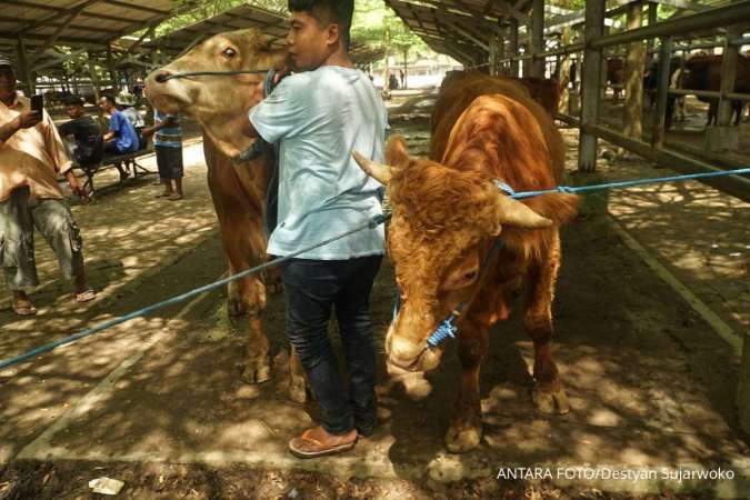 Iduladha 2026, Presiden Prabowo Kurban 985 Sapi