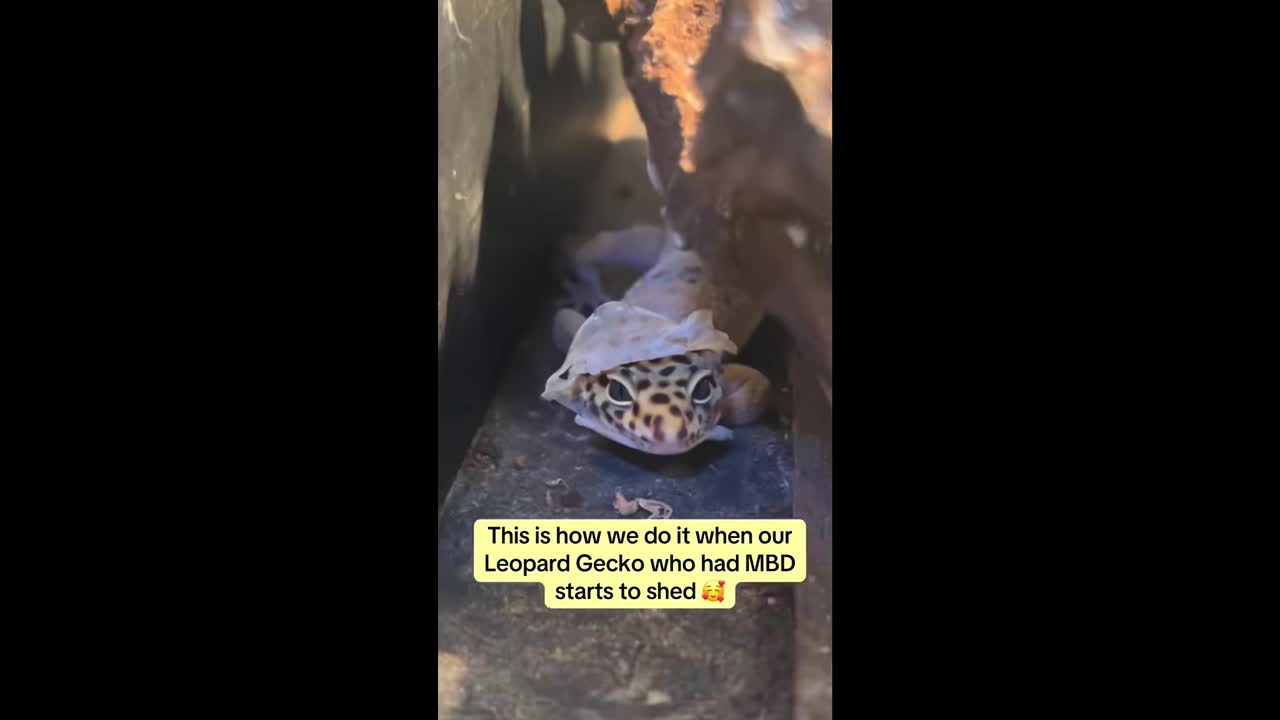 Pet owner films leopard gecko's struggle to shed its skin