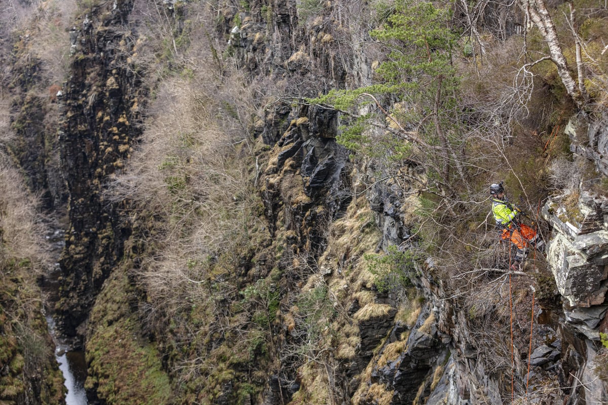 Conservationists abseil into 60-metre gorge to tackle invasive plant ...