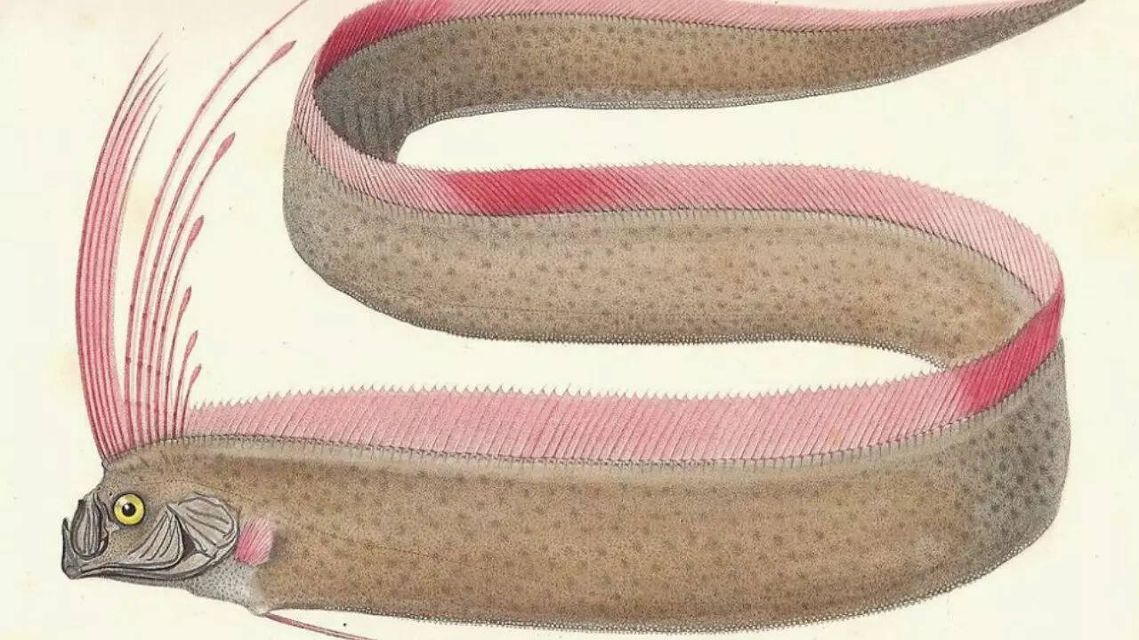 Is the ‘doomsday fish’ a real omen of disaster? Here's what scientists say