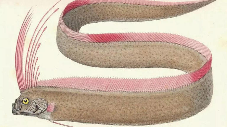 Is the ‘doomsday fish’ a real omen of disaster? Here's what scientists say