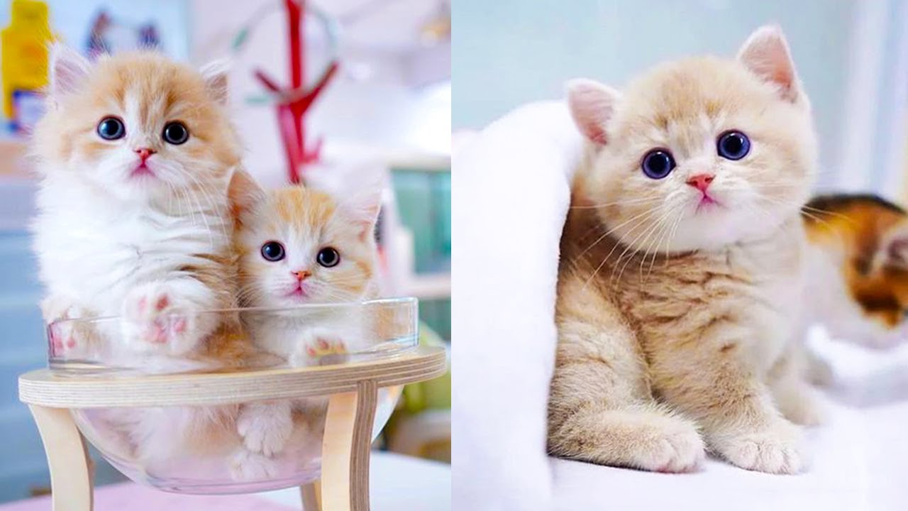 Kitten Behavior That Melts Everyone’s Heart | Funny Animal Video