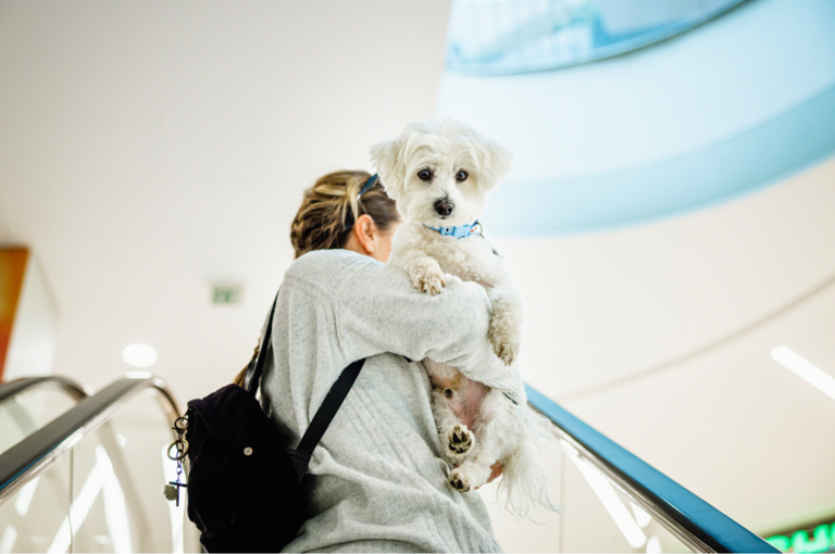 11 Best Dog Breeds for People Who Love to Travel Internationally