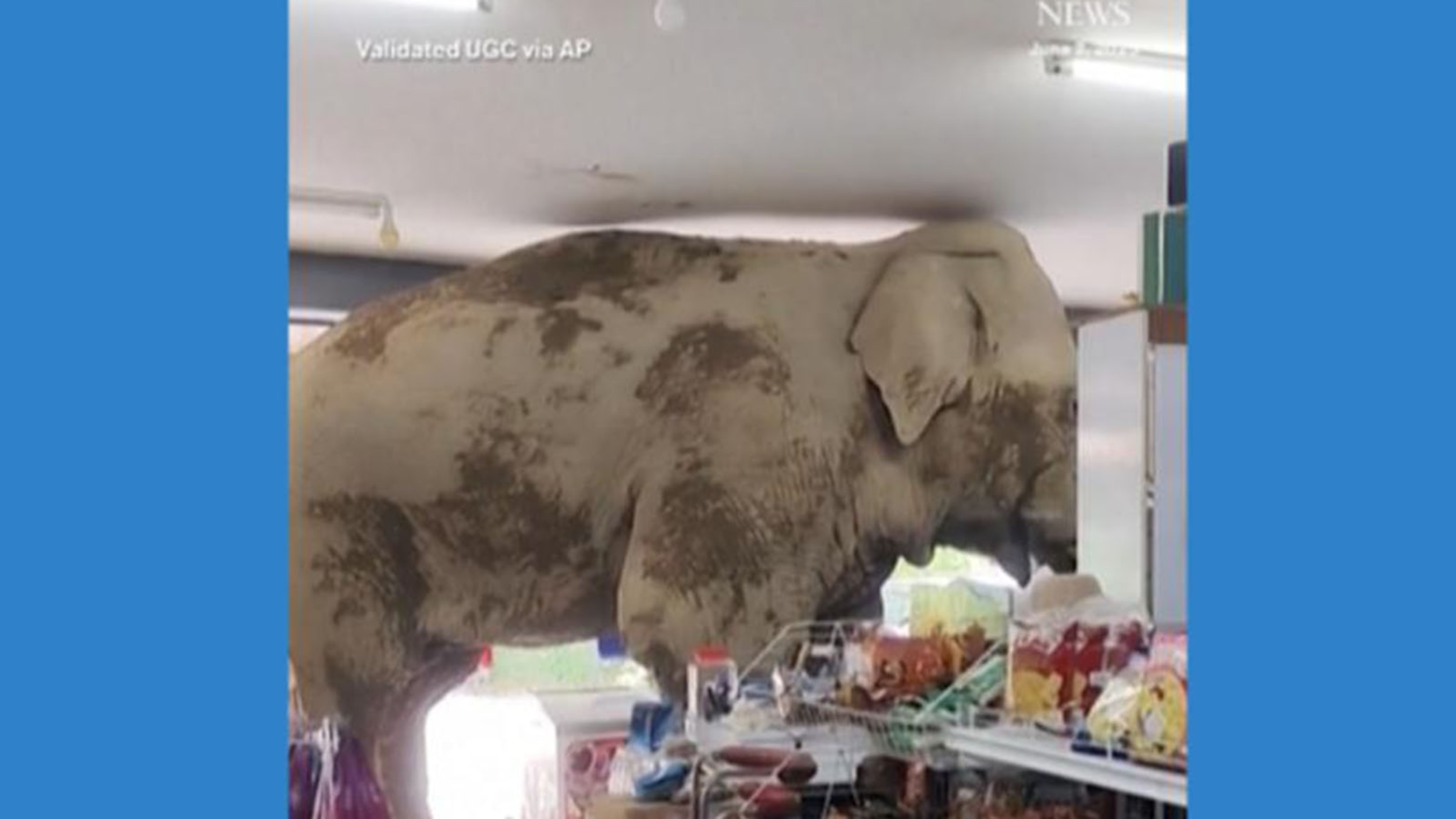 Hungry elephant raids grocery store shelves in Thailand