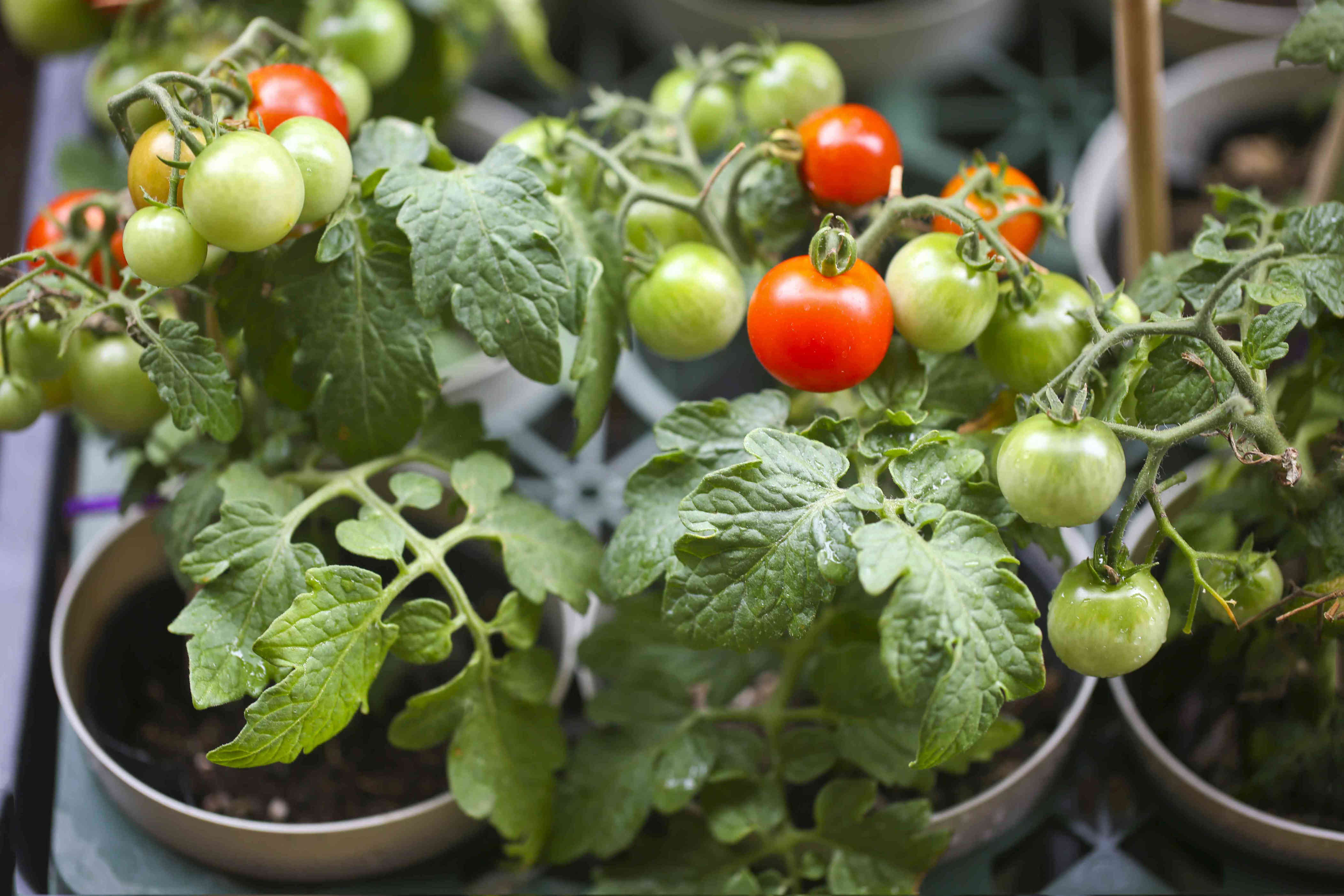 The one product tomato experts say you need for bigger, healthier ...