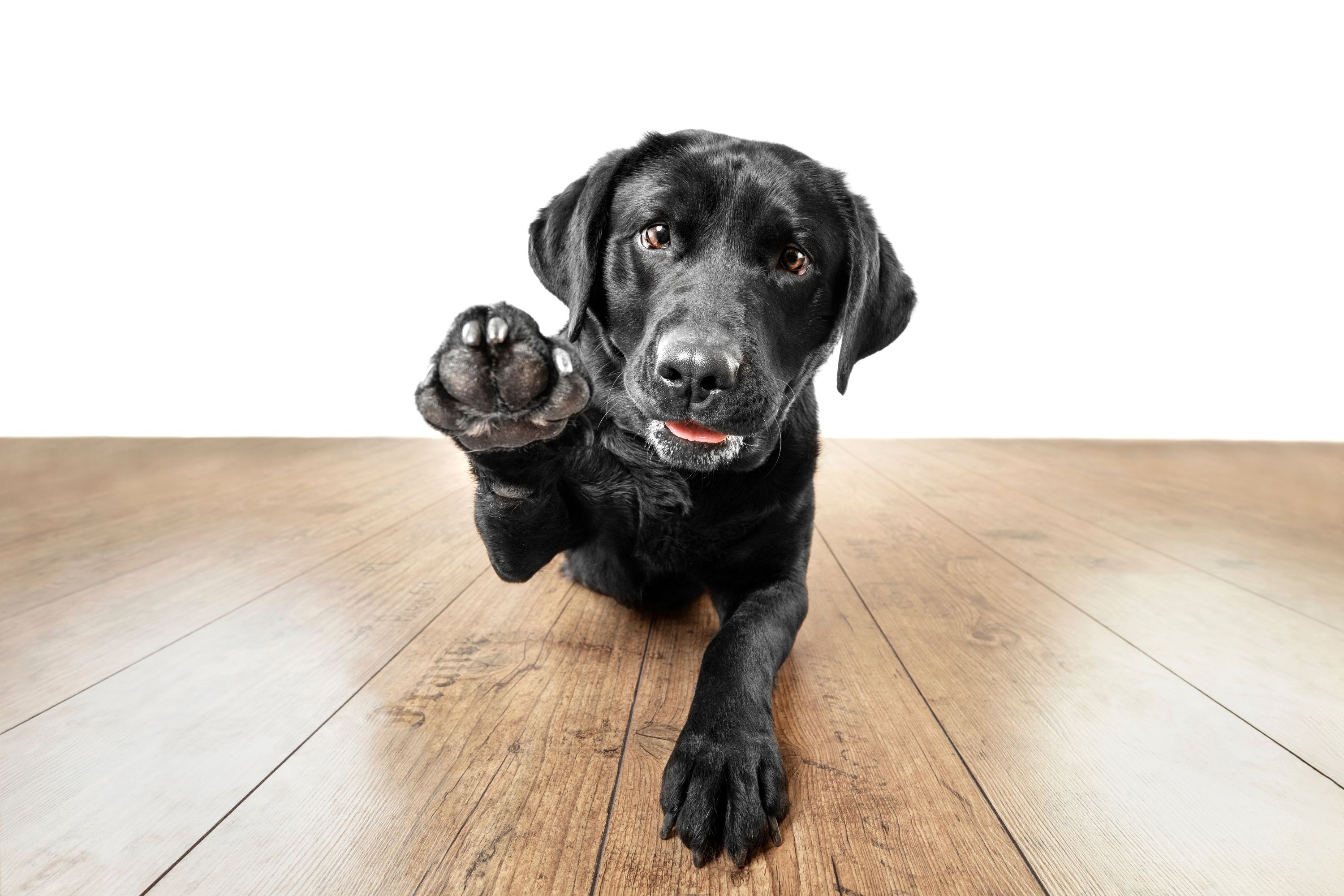 Dogs With Webbed Feet 2025: Here are 12 adorable dog breeds with webbed ...