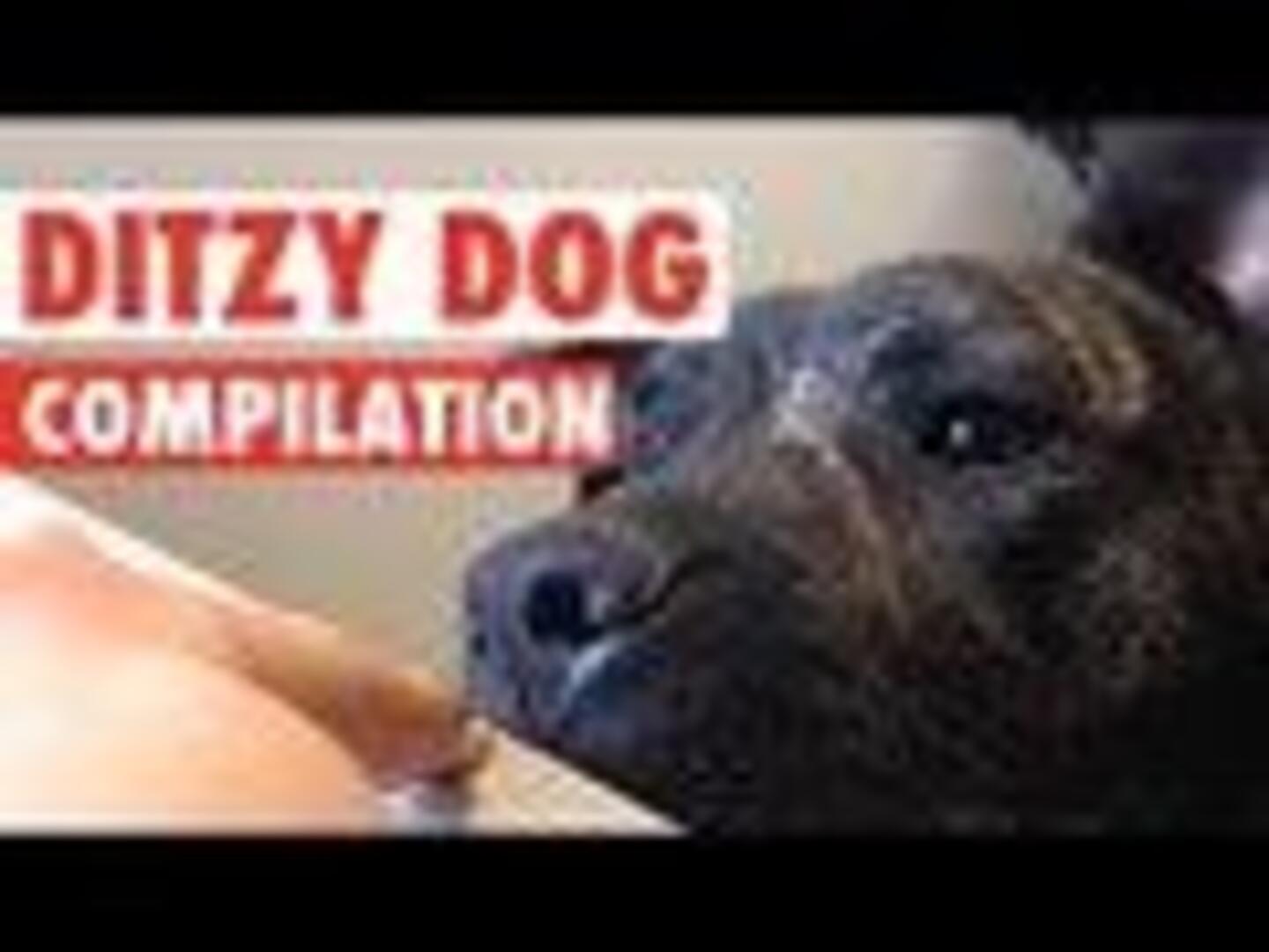 Funny Ditzy Dogs Pet Video Compilation